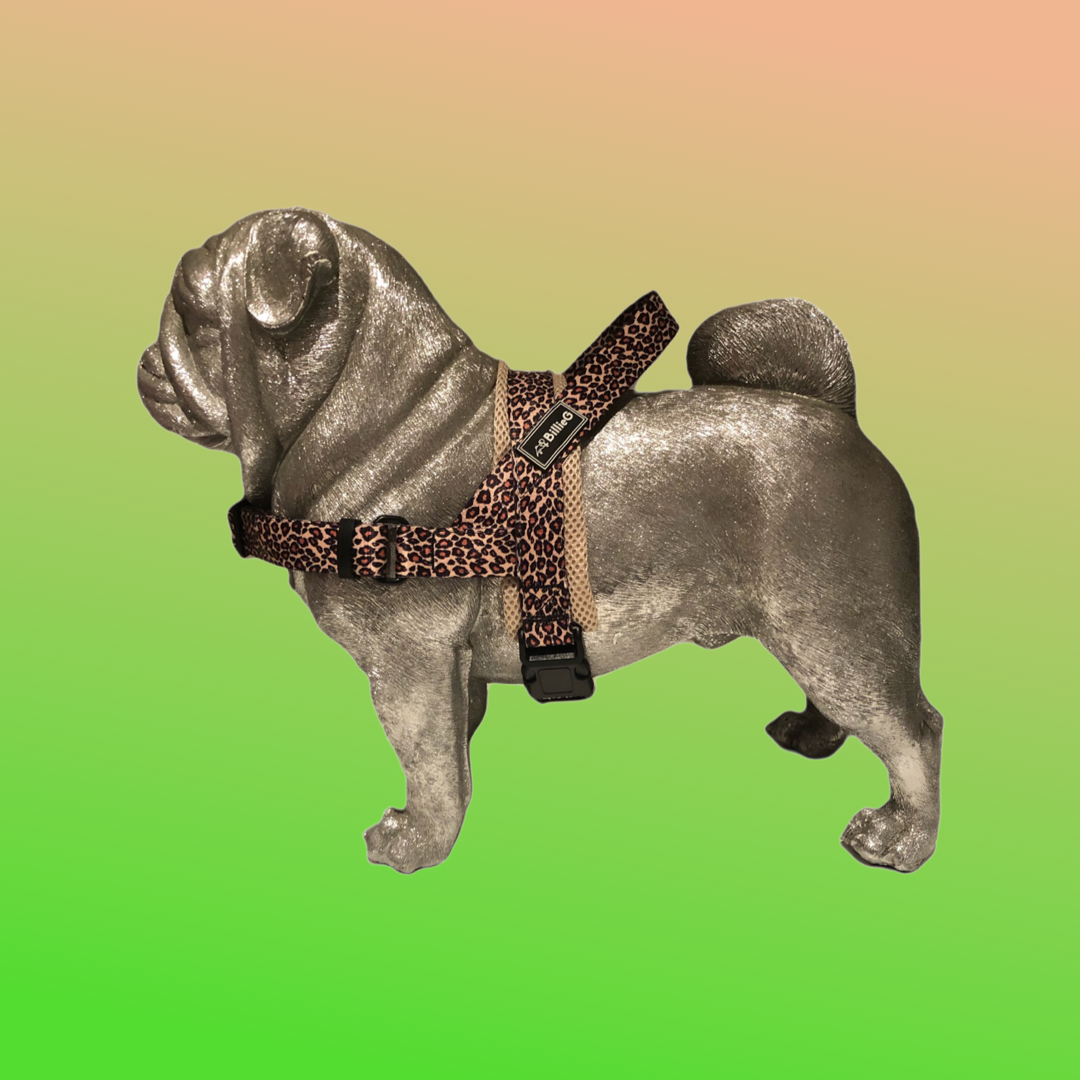 Cool Gear Designed for Pugs and Their Humans