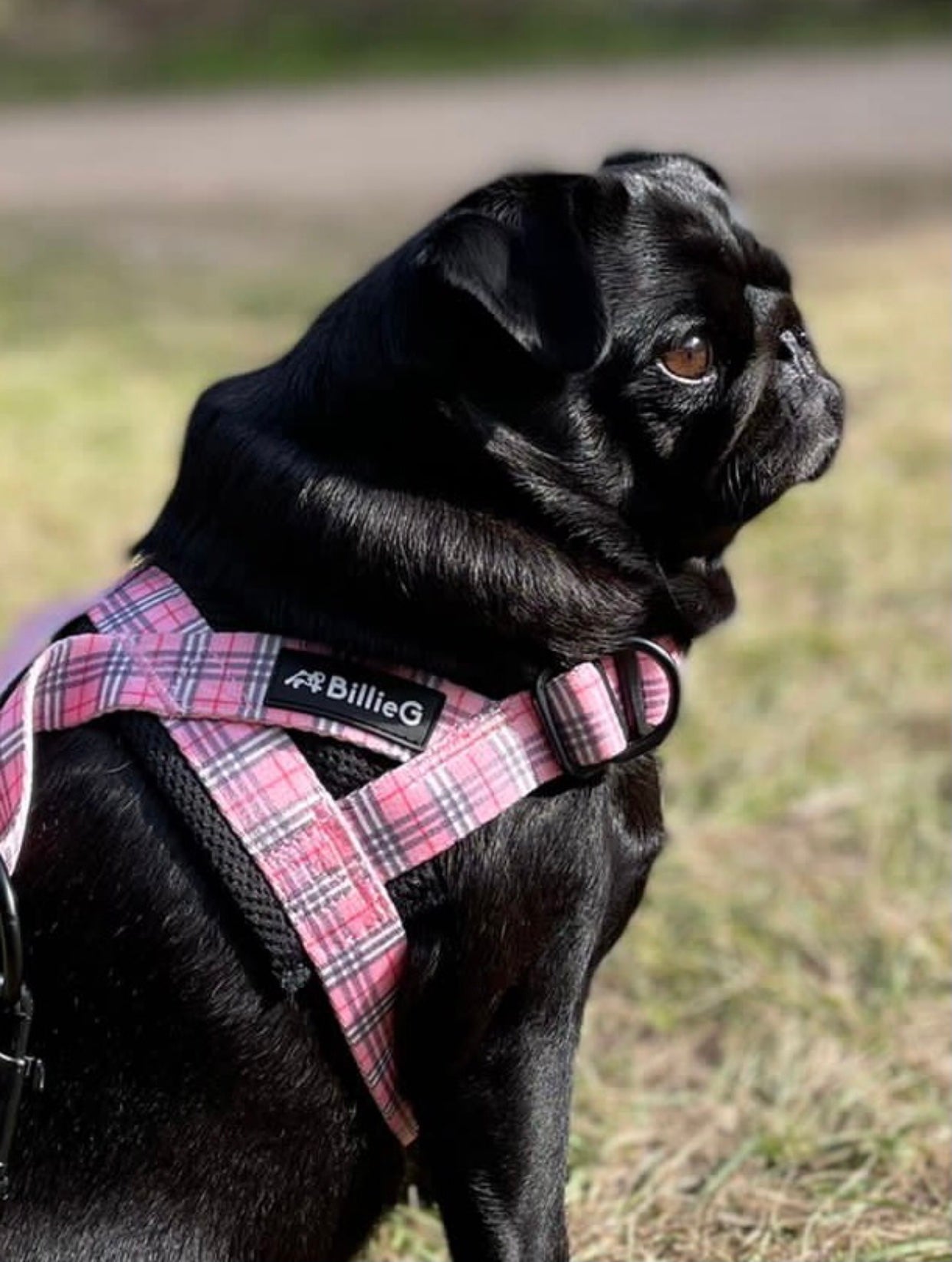 Cool Gear Designed for Pugs and Their Humans